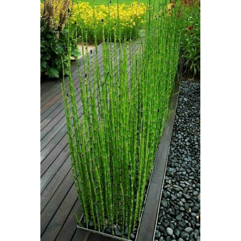 Jual tanaman bambu air jepang indoor outdoor _ tanaman pagar bambu air ...