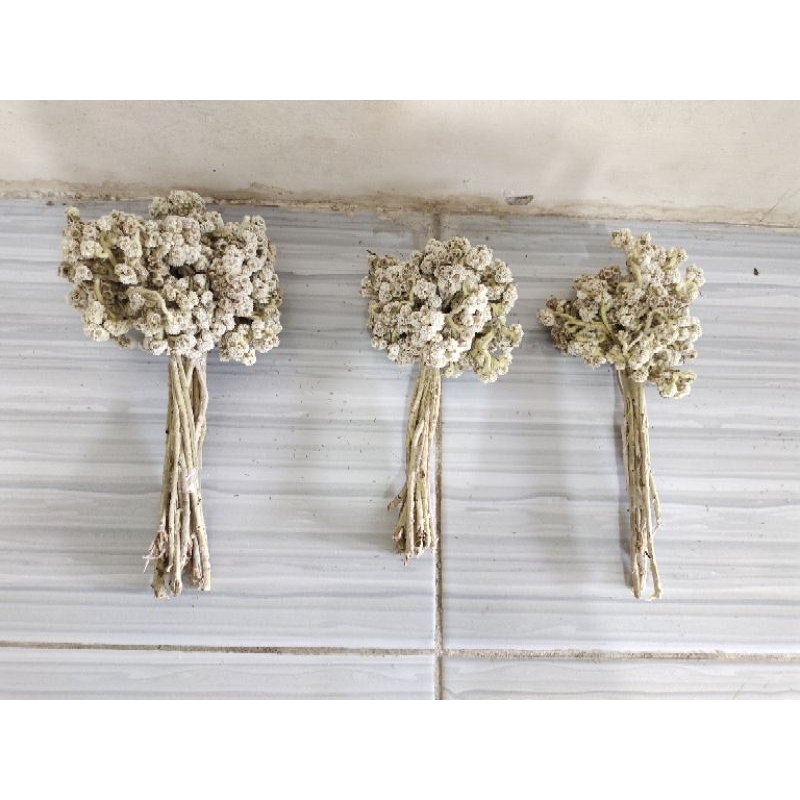 Jual Bunga Edelweis Bunga edelweis kering Buket bunga edelweis | Shopee ...