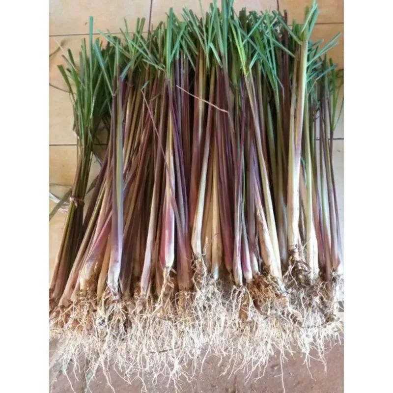 Jual benih sereh merah 1kg isi 40-50 pcs | Shopee Indonesia