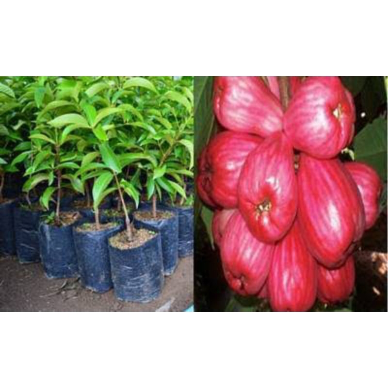 Jual Pohon Jambu Jamaika Red Taiwan Impor Bibit Pohon Jambu Jamaka ...