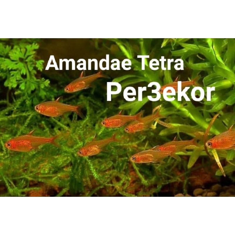 Jual amandae Tetra, per 3 ekor ikan hias air tawar aquarium aquascape ...