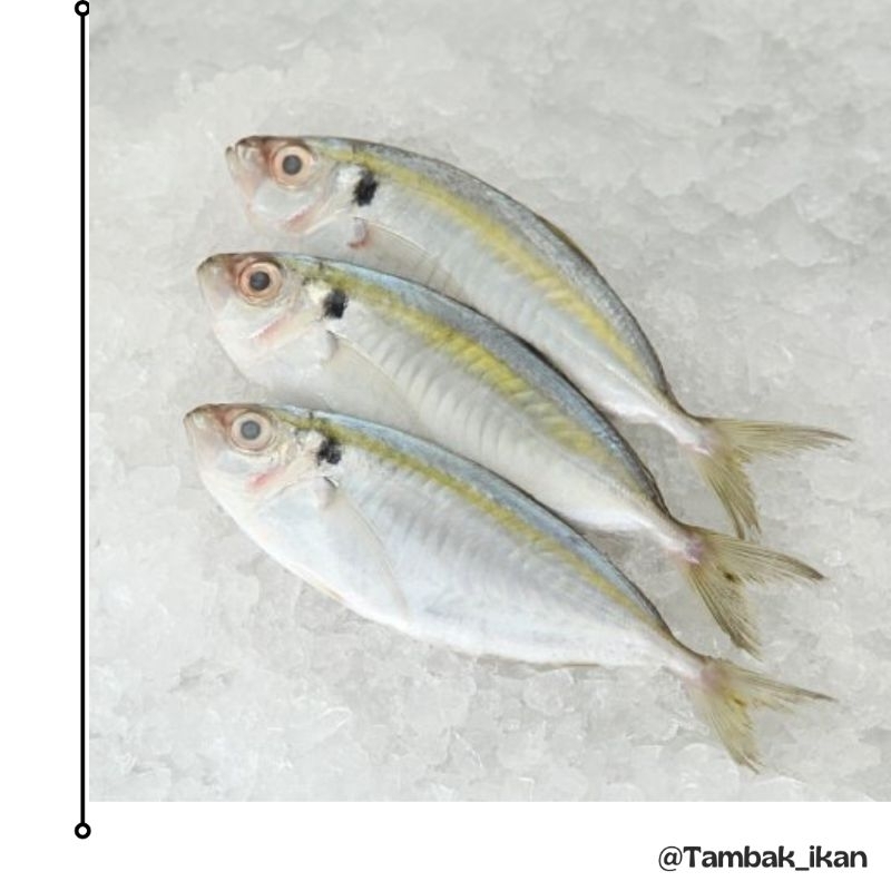 Jual Ikan Selar Segar 1KG | Shopee Indonesia
