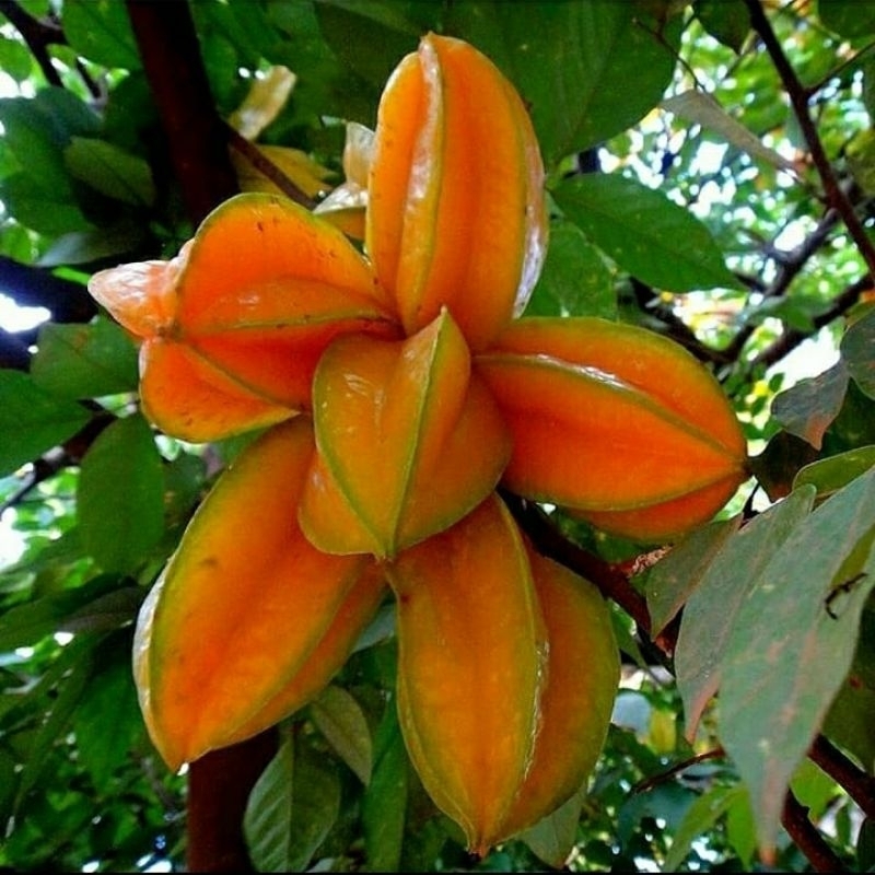 Jual Bibit tanaman Blimbing Madu Jumbo/ Blimbing Dewi kondisi Berbunga ...
