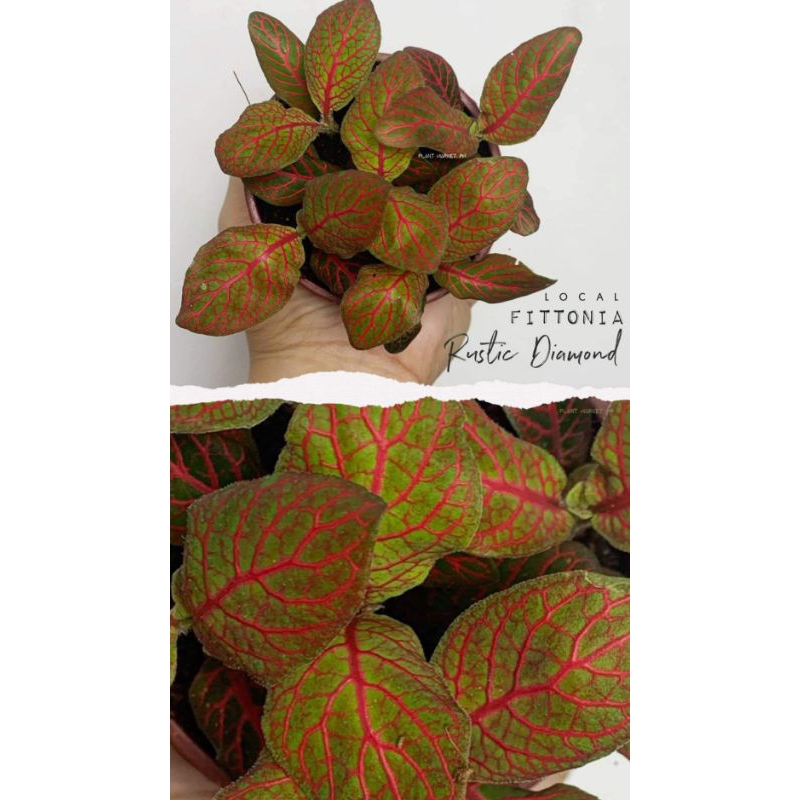 Jual Fittonia / fitonia hiasan terrarium / aquascape / paludarium ...