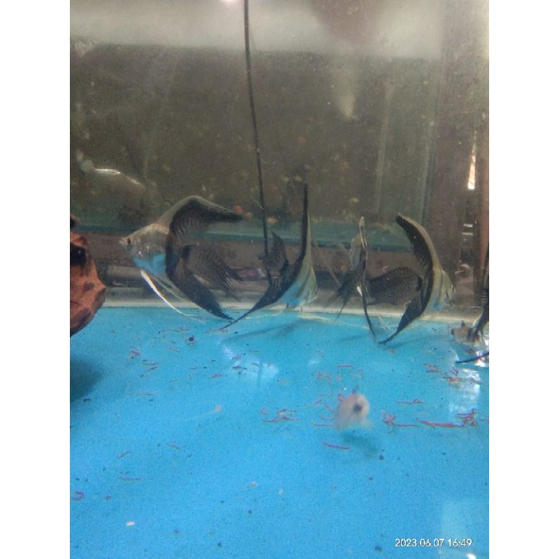 Jual ikan hias manfish black white slayer angelfish aquascape | Shopee ...