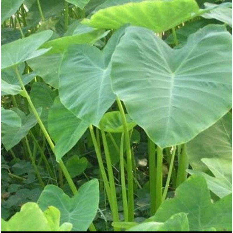 Jual 10 lembar daun lompong-daun talas segar di ambil dadakan | Shopee ...