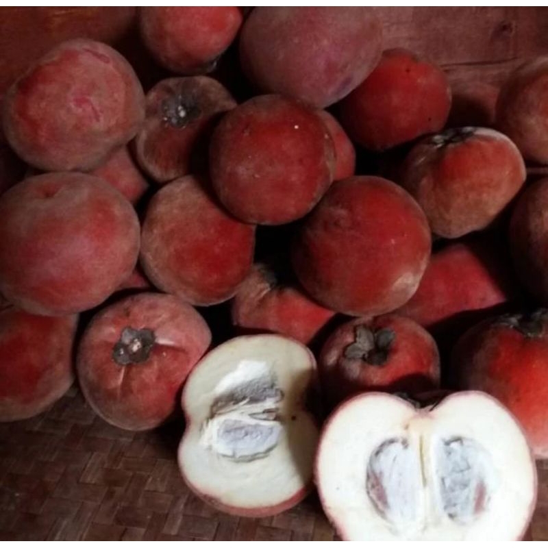 Jual Buah bisbul Mentega Diospyros discolor 1Kilo | Shopee Indonesia