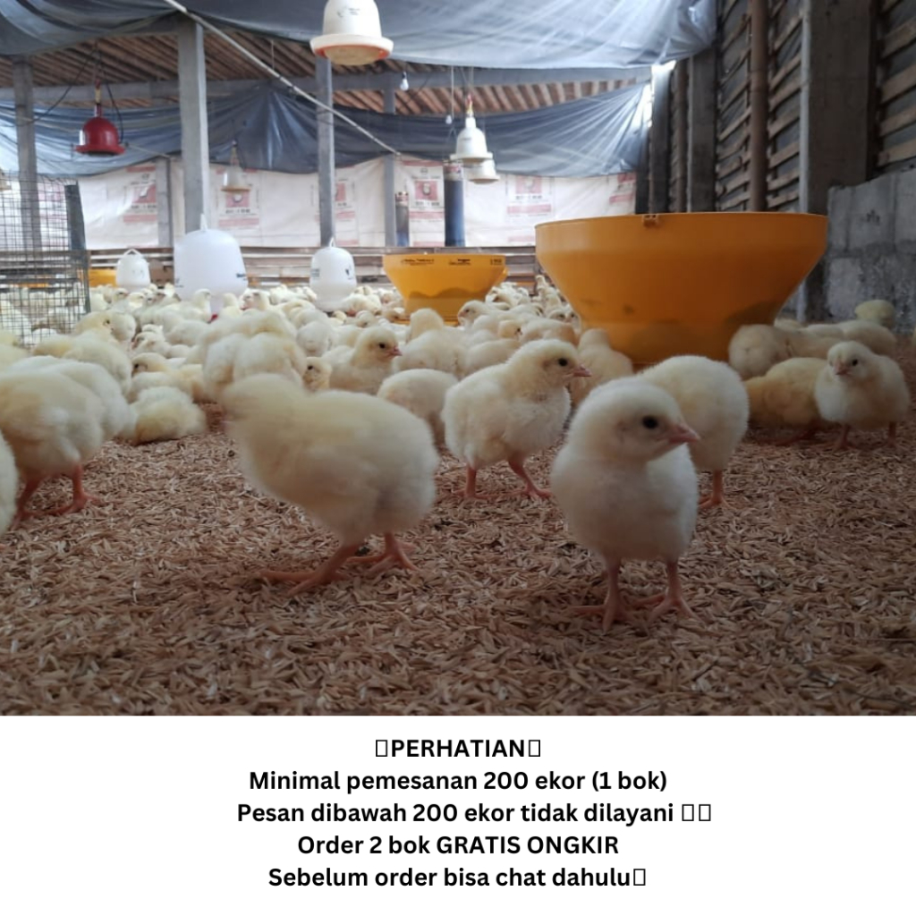 Jual Jual DOC Broiler untuk Wilayah Sulawesi dan Sekitarnya | Shopee ...