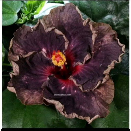Jual PROMO!!TANAMAN HIAS HIBISCUS VARIEGATA BLACK GRADASI//BUNGA SEPATU ...