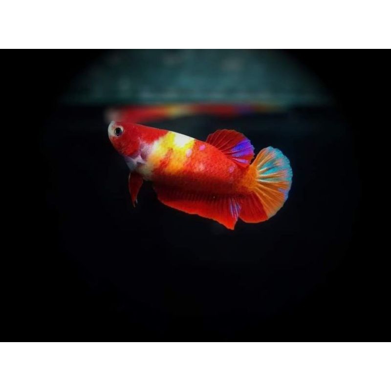 Jual Felmale Nemo Candy Multy Colour Ful Eegg | Shopee Indonesia