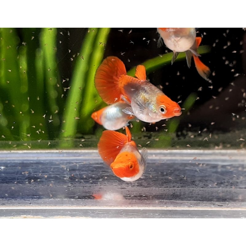 Jual stiker guppy platinum koi red tail short body | Shopee Indonesia
