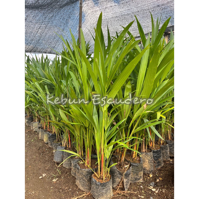 Jual Tanaman Hias Pinang Merah | Palem Merah | Shopee Indonesia