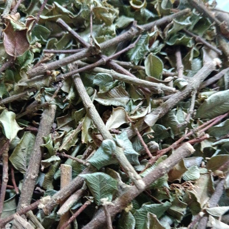 Jual Daun Mutiara Beduri Kering Obat Mujarab Lever / Sakit Kuning ...