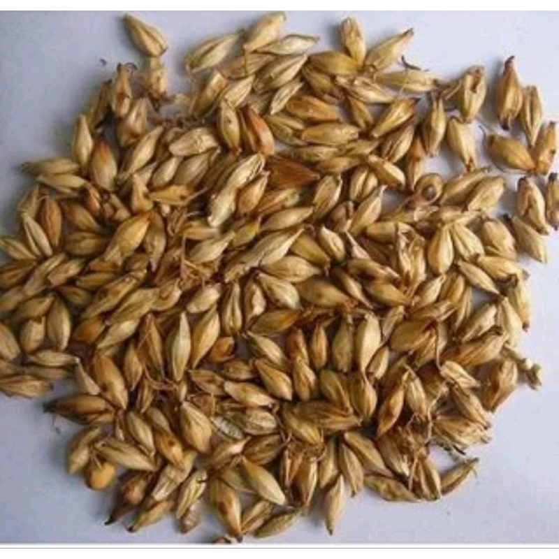 Jual 10 G 50 GR 100 GRAM CHAO MAI YA FRIED BARLEY SPROUT SPROUTS MALT ...