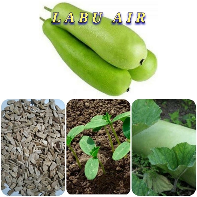 Jual 250 biji- BENIH BIJI LABU AIR|LABU PANJANG | Shopee Indonesia