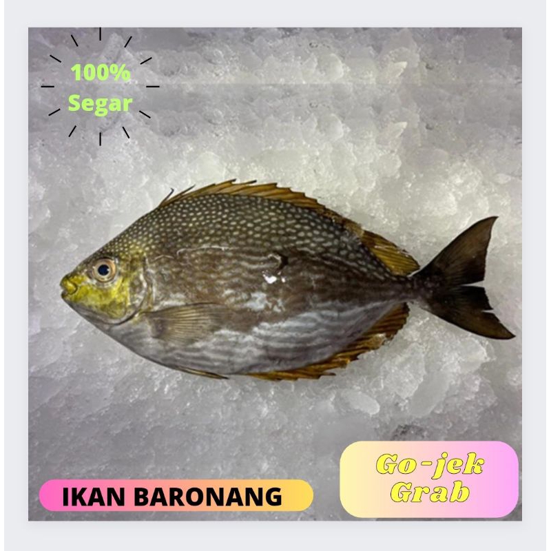 Jual Ikan Baronang Segar 1000gr | Shopee Indonesia