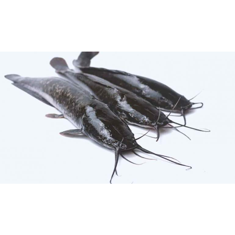 Jual ikan lele basah fresh | Shopee Indonesia