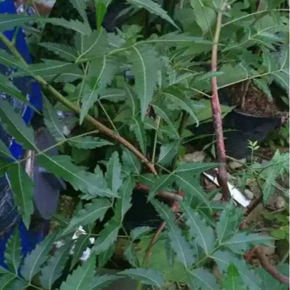 Jual Bibit Tanaman Herbal Daun Mimba | Benih Daun Mimba Kaya Manfaat ...