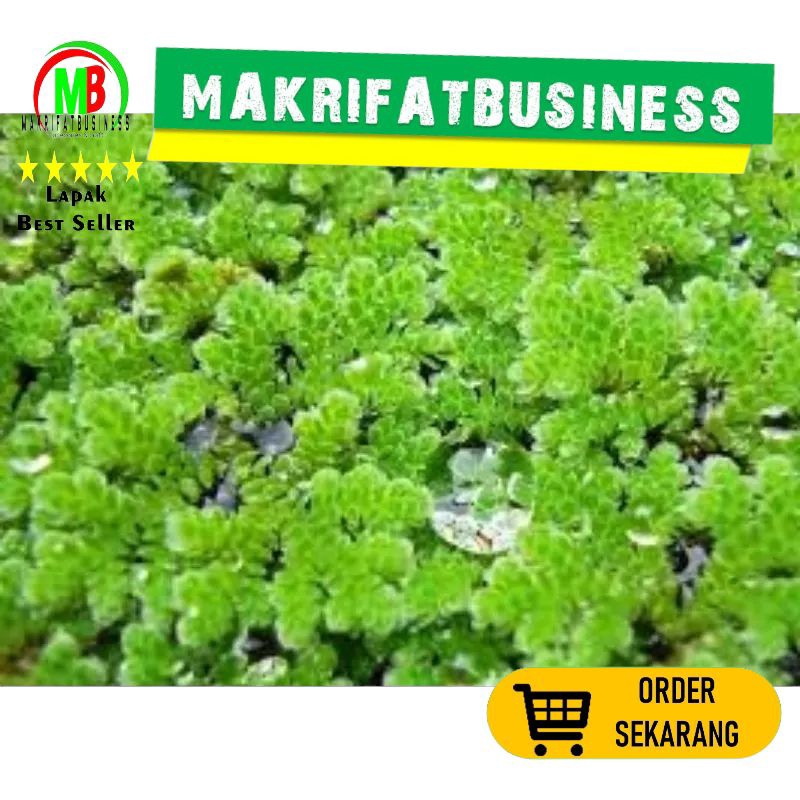Jual Paket 100 Gram Rumput AZOLLA Tanaman Air Pakan Ikan | Shopee Indonesia
