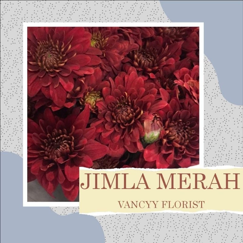 Jual Bunga Jimla Merah Fresh Pertangkai / Bunga Segar Jimla Merah ...