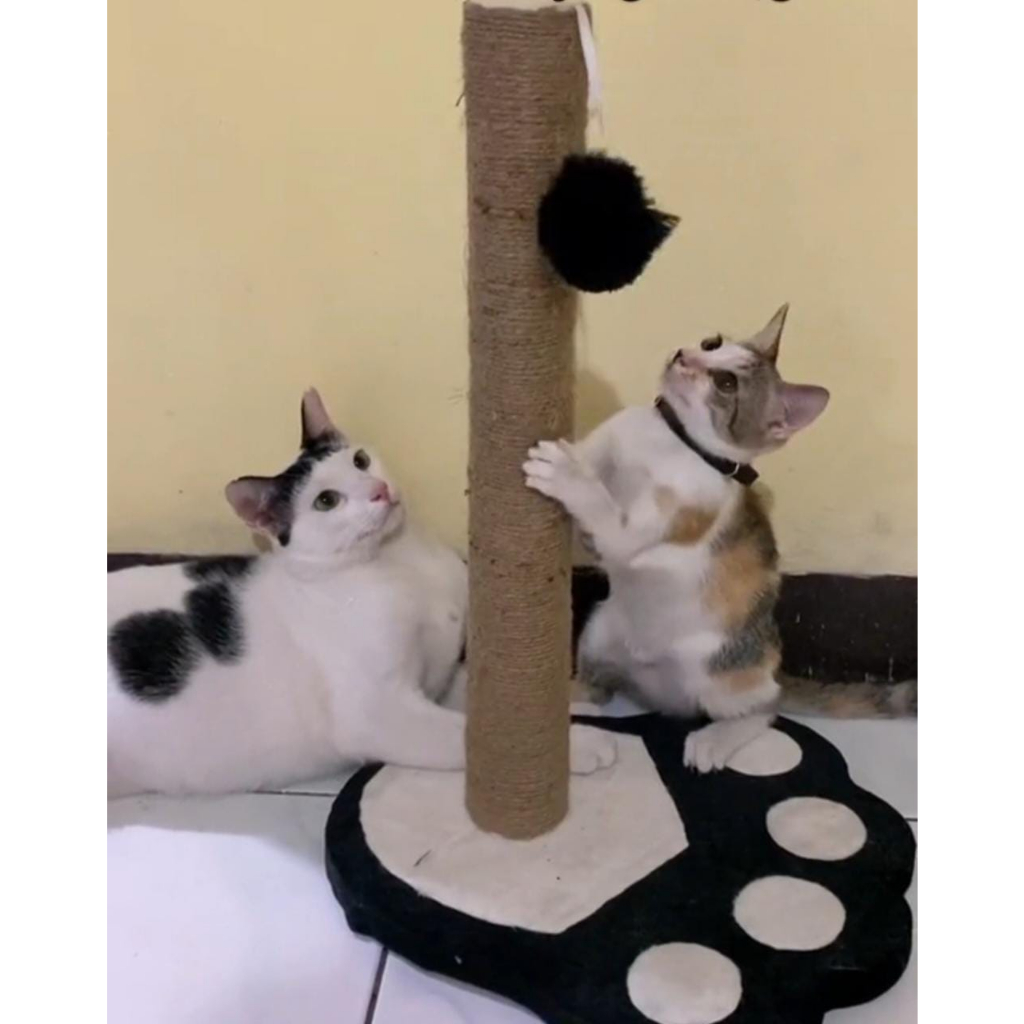 Jual Termurah Mainan Garukan Kucing Cat Scratcher Stand Scratching Pad ...
