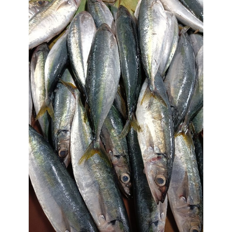 Jual Ikan Dencis Lungun/Luhun Fresh | Shopee Indonesia