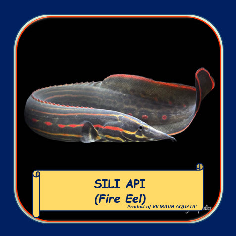Jual IKAN HIAS AIR TAWAR - SILI API / FIRE EEL | Shopee Indonesia