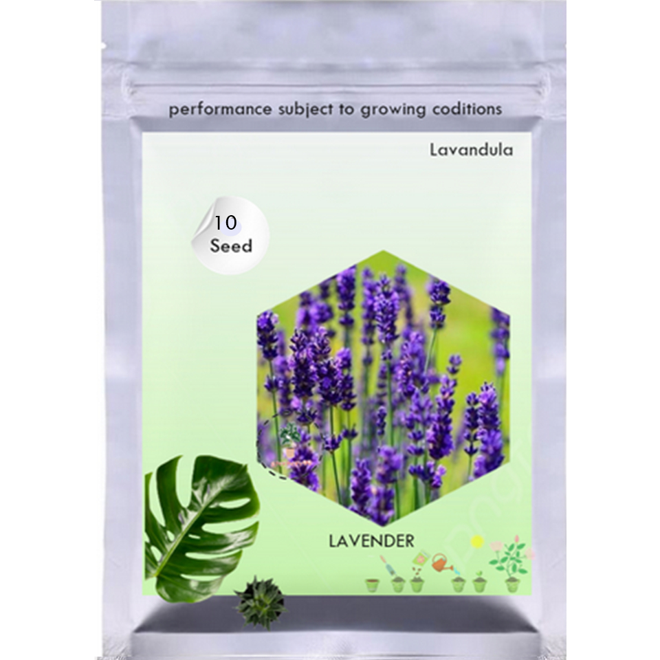 Jual 10 Benih LAVENDER True Lavandula - Biji Bibit Bunga | Shopee Indonesia