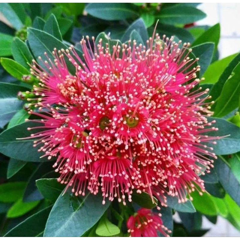 Jual Tanaman hias xantasoma / bunga nektar | Shopee Indonesia