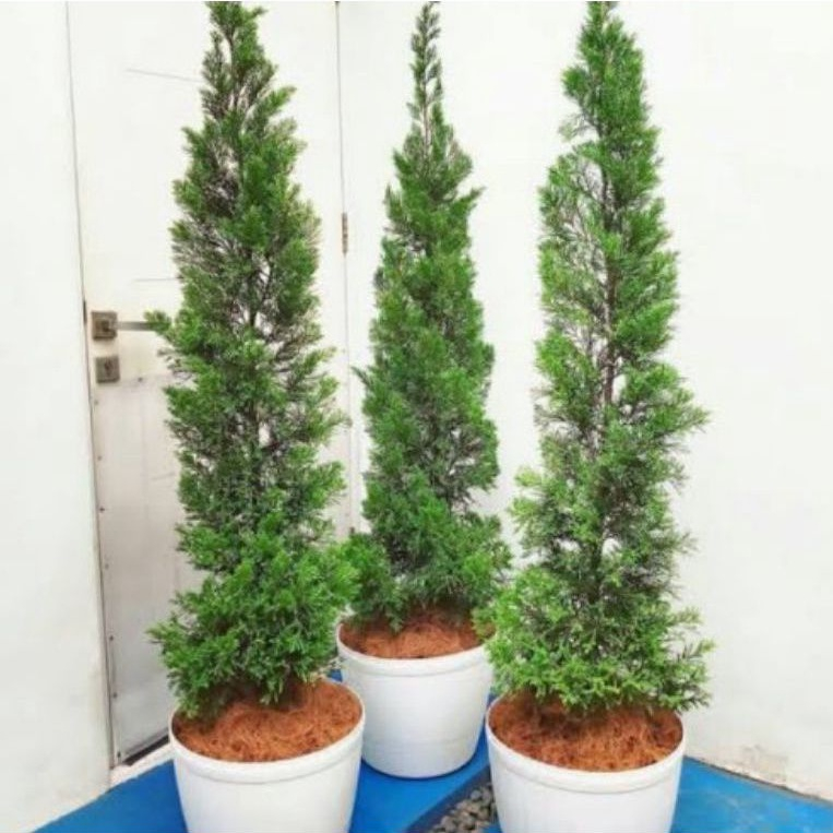 Jual Tanaman Hias Cemara Papua Cemara Lilin Tinggi 1 Meter Pohon Cemara ...