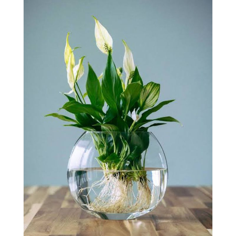 Jual Tanaman Hias Jenis Spathifylum Atau Peace Lily / Bunga Hias Peace ...
