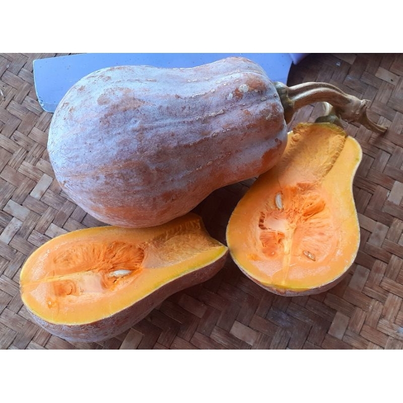 Jual Bibit Benih Labu Madu Murah Isi 10 Biji | Shopee Indonesia