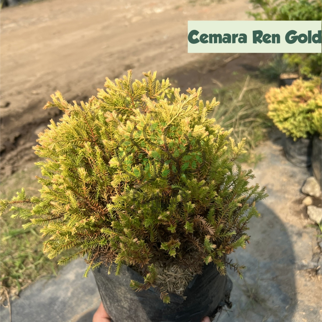 Jual Cemara Ren Gold Tanaman Hias Tanaman Teras Rumah Tanaman Unik ...