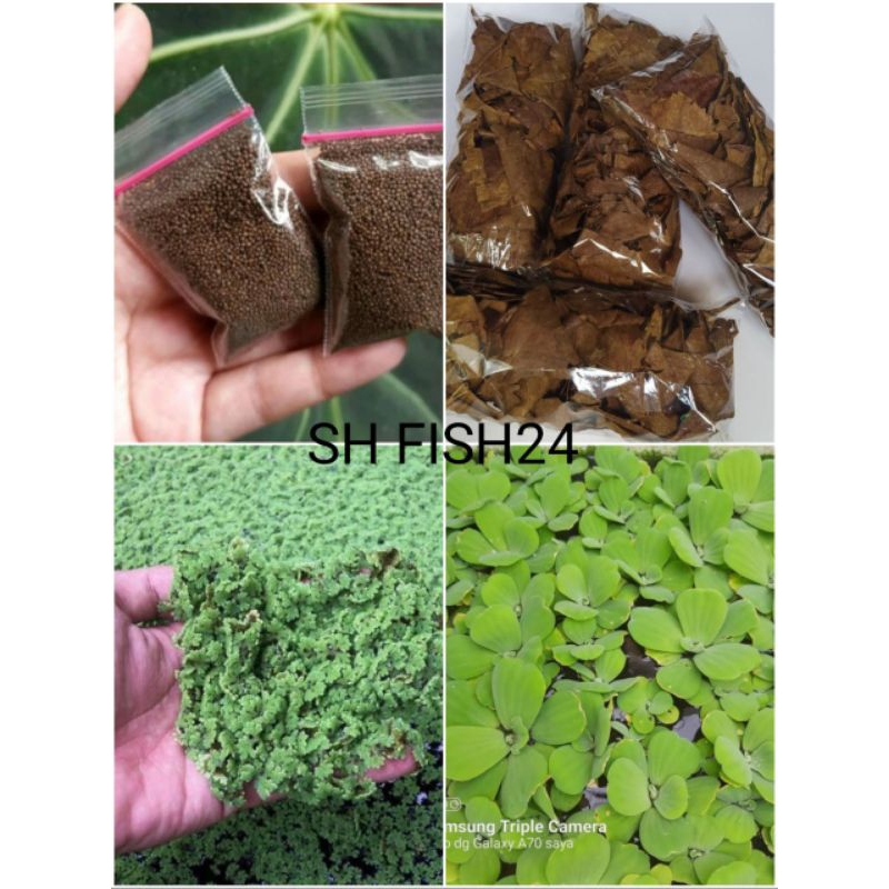 Jual PAKETAN 4 JENIS PAKAN PELET / TANAMAN AZZOLA / TANAMAN ECENG ...