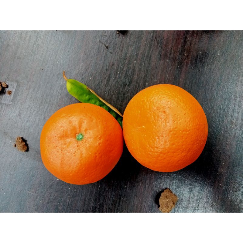 Jual Jeruk orange/replika jeruk/Food model/model buah | Shopee Indonesia