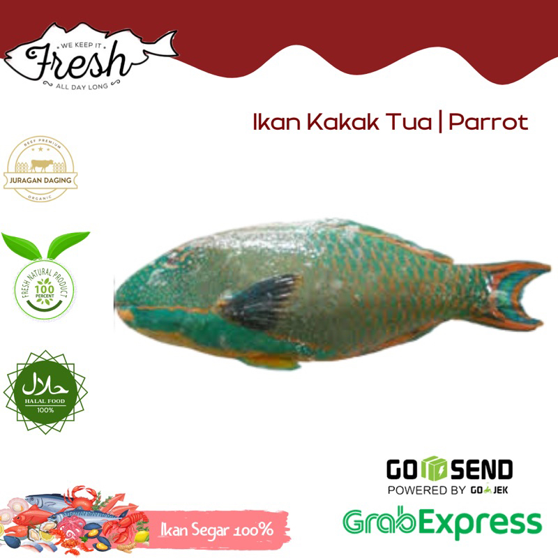 Jual IKAN KAKAK TUA/PARROT/NAPOLEON/IKAN BETET FRESH 1kg | Shopee Indonesia