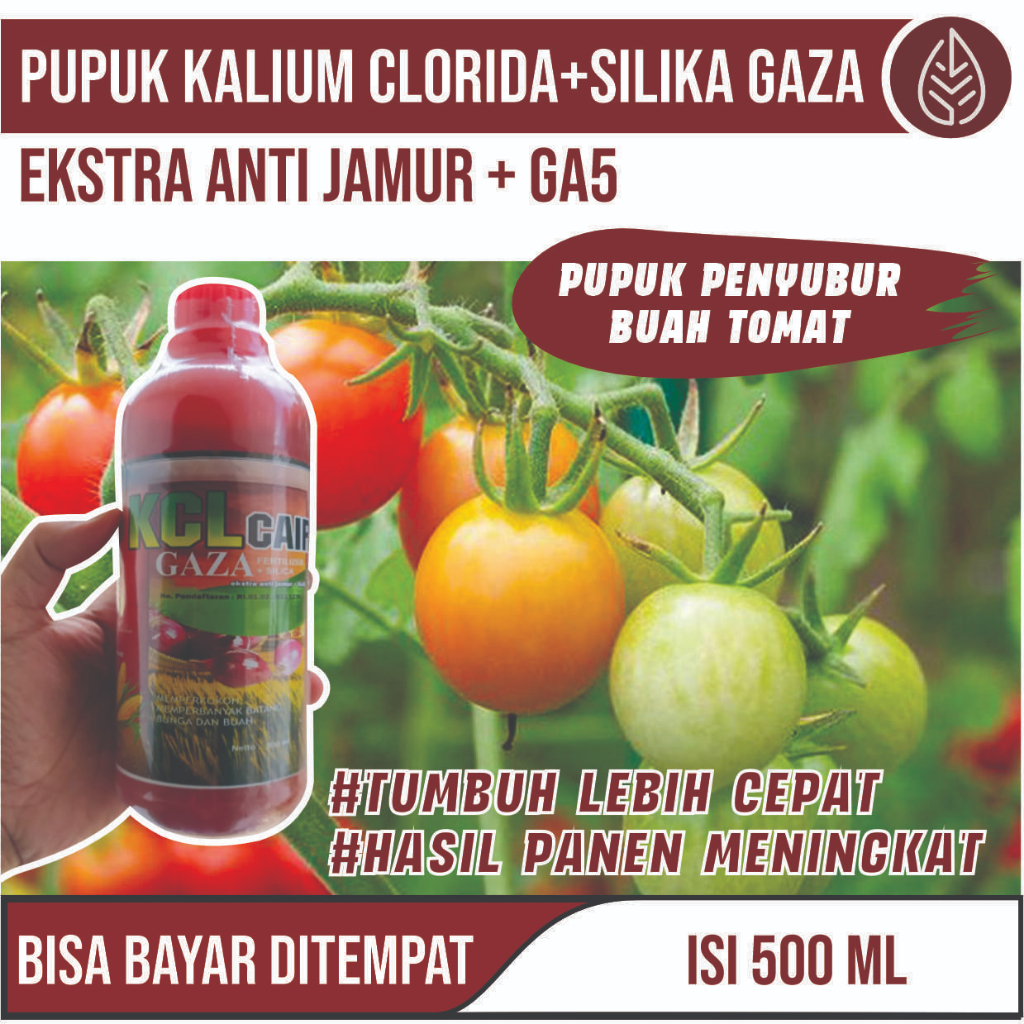 Jual Pupuk Tomat Paling di Rekomendasikan KCL Cair Gaza Pupuk premium Untuk Tomat Agar Besar dan ...