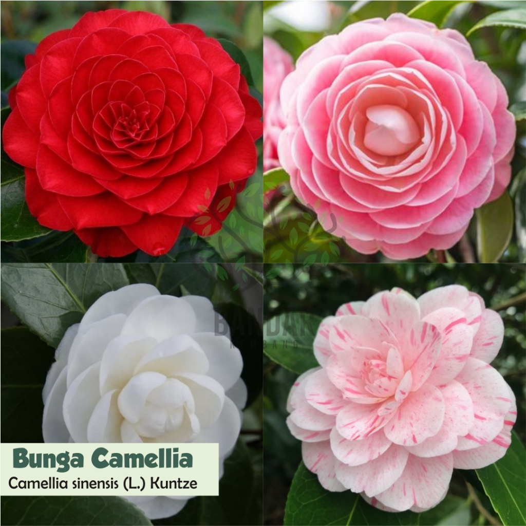 Jual Bunga Camelia Tanaman Bunga Hias Unik Tanaman Mudah Berbunga ...