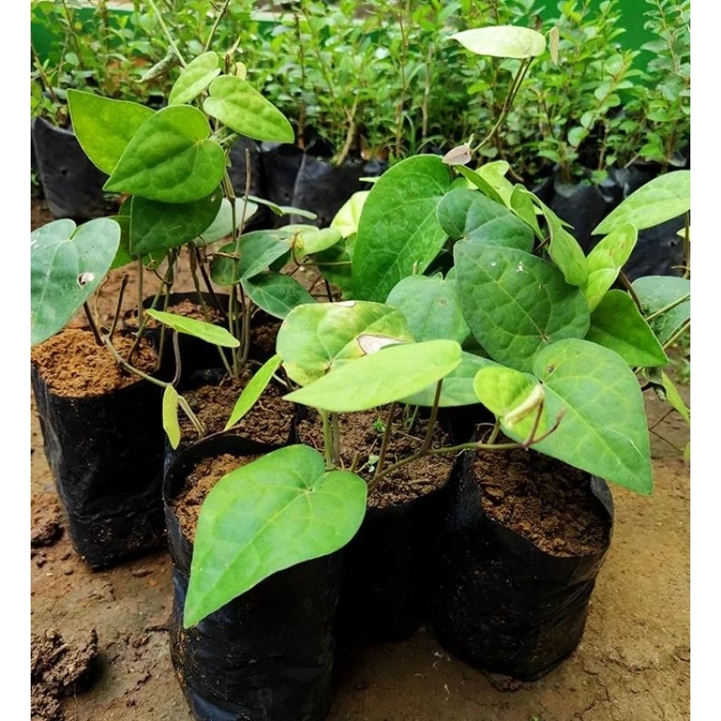 Jual Bibit Kemukus / Bibit Tanaman Kemukus / Bibit Stek Kemukus Perdu ...
