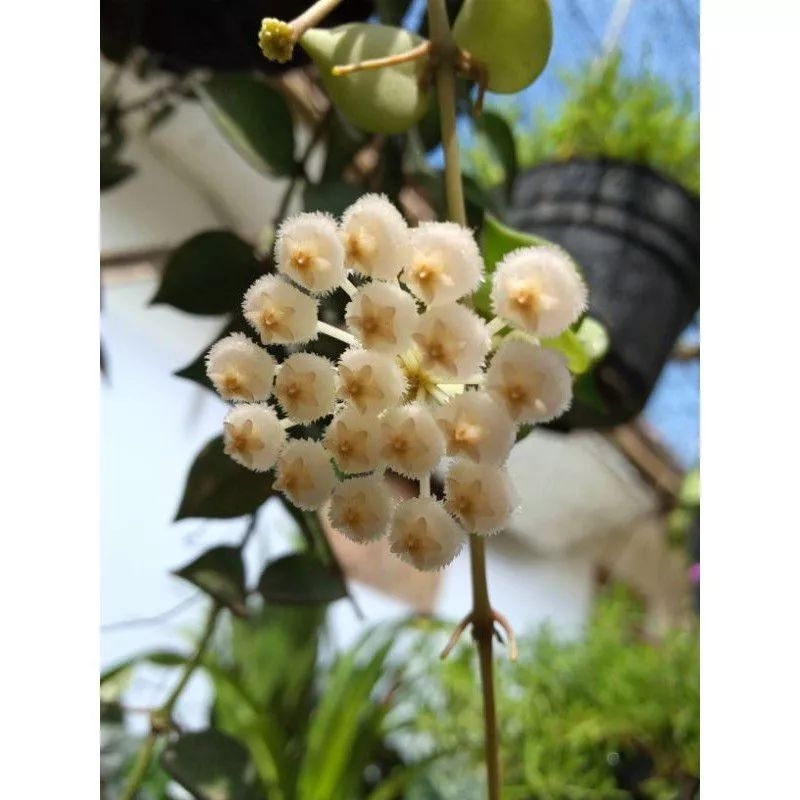 Jual Tanaman Hias Hoya Hope / Hoya Latunsina / Hoya Mini /Hoya Gantung ...