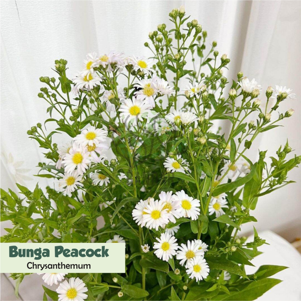 Jual Bunga Peacock / Pikok Tanaman Bunga Hias Dekor Tanaman Hias Rumah ...