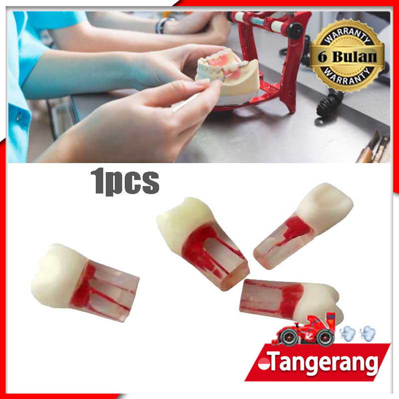 Jual Model Gigi Endodontik Dengan Saluran Akar Endodontic Training Root ...