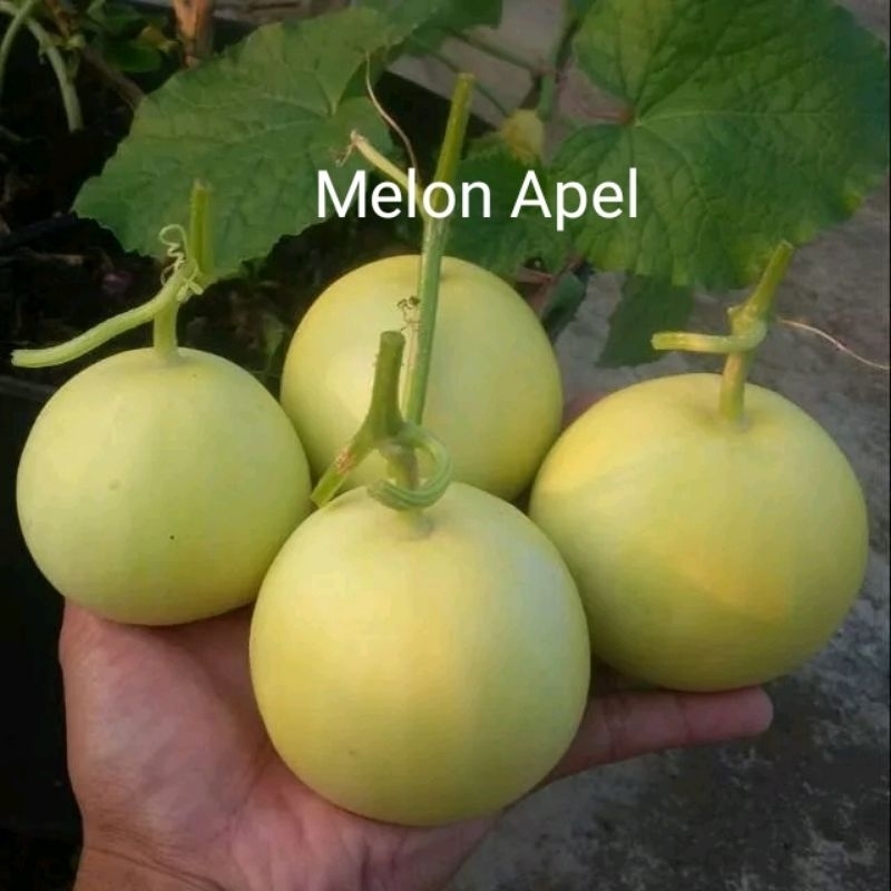 Jual Benih MELON APEL SILVER LIGHT F1 melon mini - kecil dan manis | Shopee Indonesia