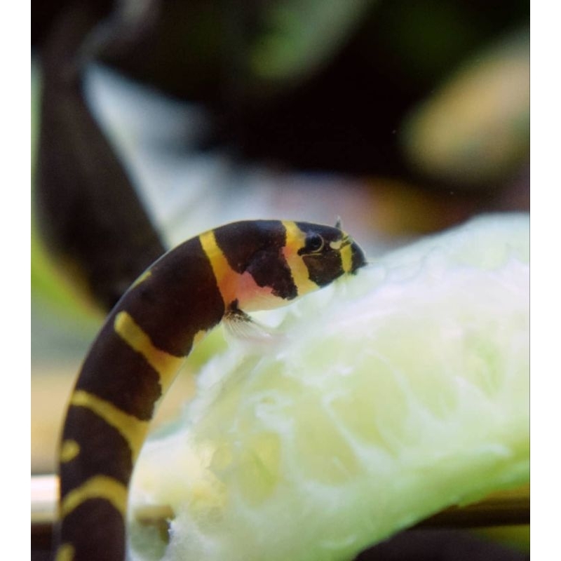 Jual kuhli loach / ikan pembersih | Shopee Indonesia