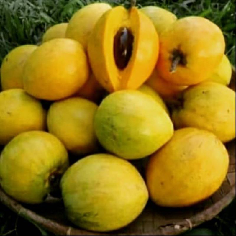 Jual Buah alkesa atau sawo Belanda fresh 1kg | Shopee Indonesia