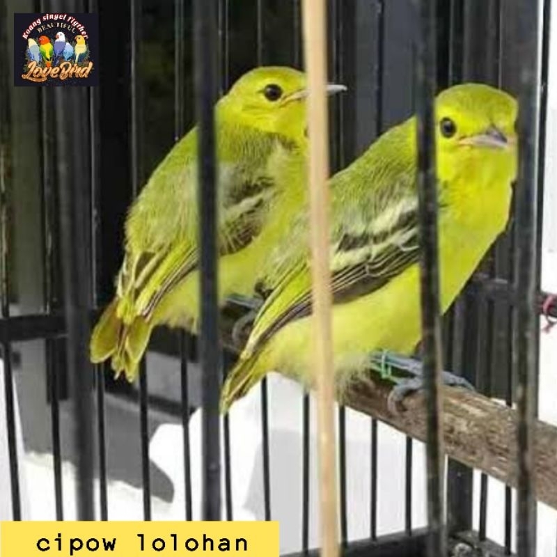 Jual Burung prenjak atas burung cipow cipo muda hutan pilihan | Shopee ...