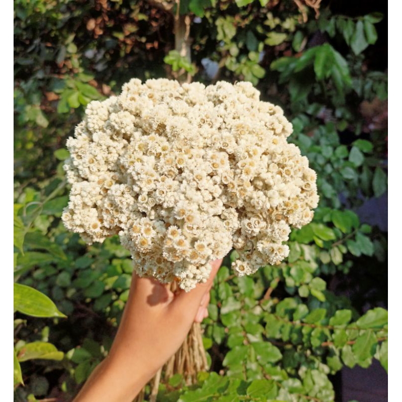 Jual BUNGA KERING BUNGA ABADI HIASAN MAHAR DEKORASI BUKET | Shopee ...