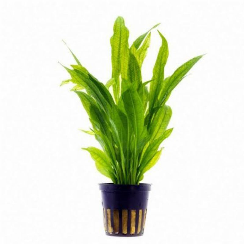 Jual Echinodorus amazon sword pot besar tanaman aquascape aquarium ...