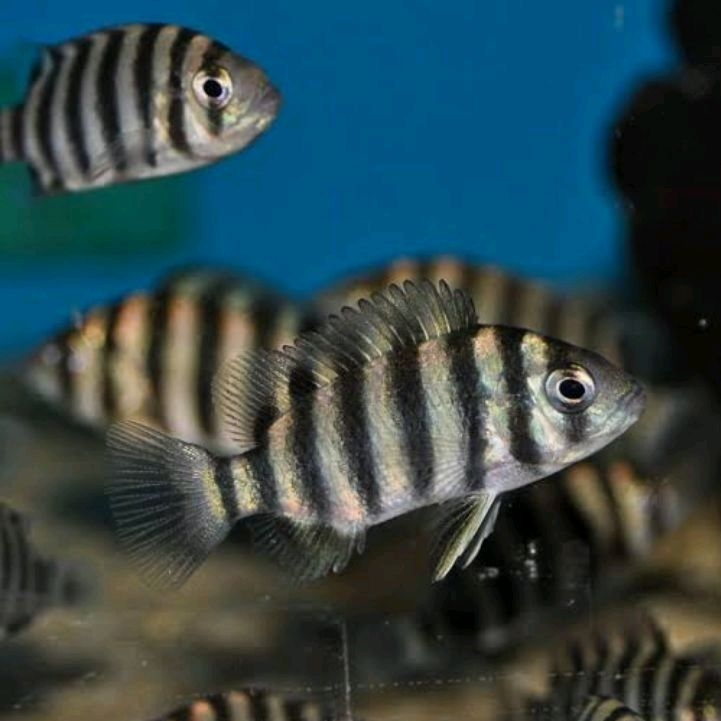 Jual 99 Ninety Nine Cichlid / Zebra Tilapia / ikan hias aquascape / Air ...