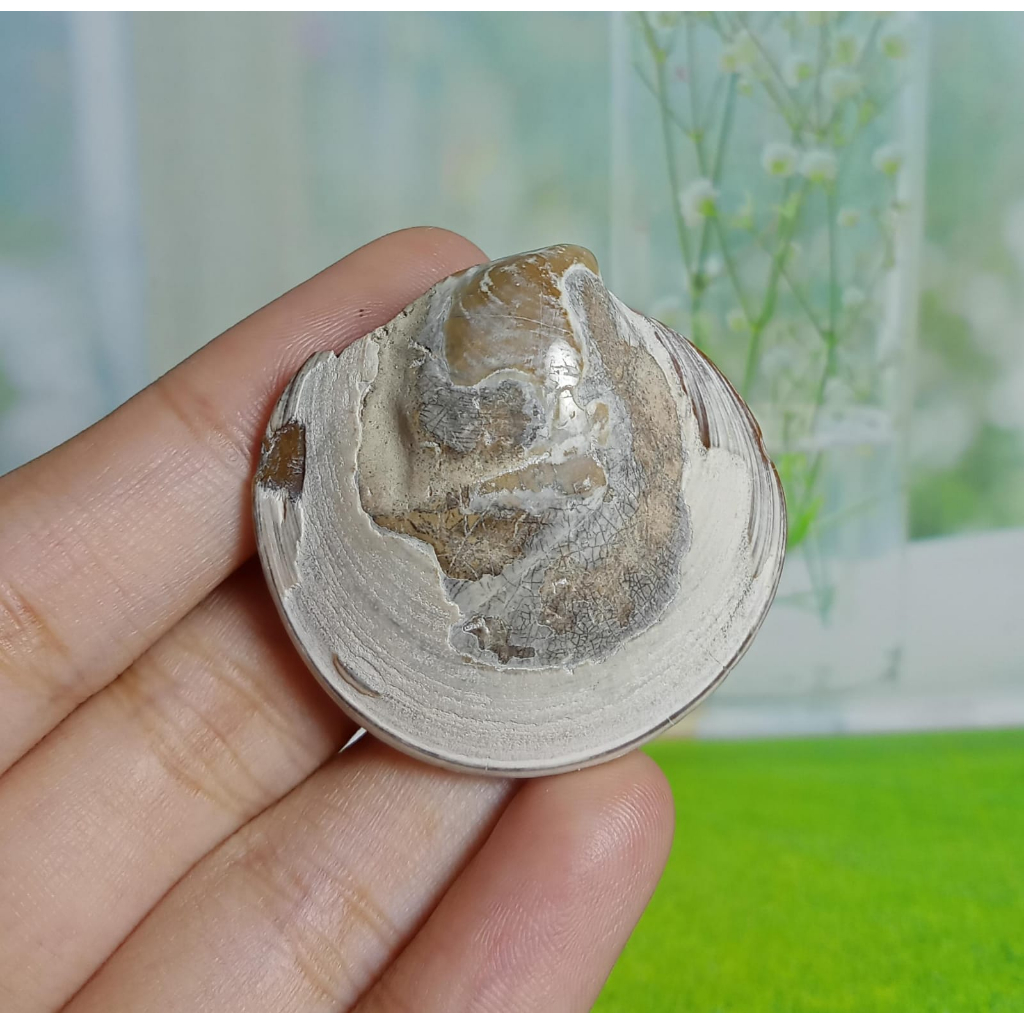 Jual Natural Small Sea Shell Fossil (10) | Shopee Indonesia